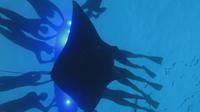 Manta Magic - Night Manta Ray Snorkel - Big Island of Hawaii