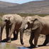 Aquila Game Reserve Wildlife Safari from Cape Town | Viator