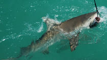 Key West Shark and Wildlife Catamaran Family-Friendly Tour 2021