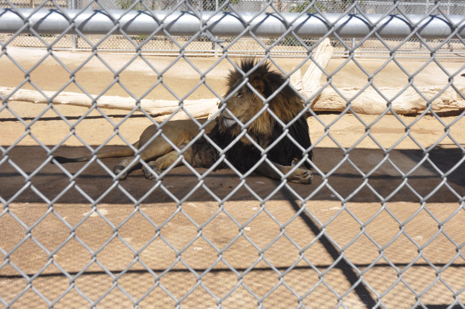 Lion Habitat Ranch in Las Vegas — photos and description, location ...