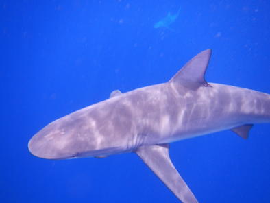 Oahu Shark Dive (with Photos) - Oahu