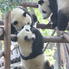 Panda Rescue Center Volunteer for a Day - Chengdu | Viator