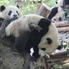 Panda Rescue Center Volunteer for a Day - Chengdu | Viator