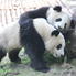 Panda Rescue Center Volunteer for a Day - Chengdu | Viator