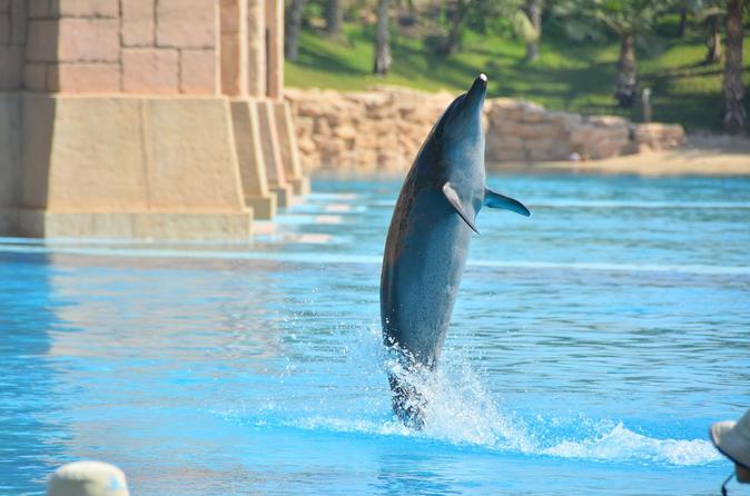 Dolphin Experience at Atlantis The Palm in Dubai 2020