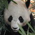Half-Day Chengdu Panda Breeding Center Tour with Optional Baby Panda ...