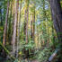 Muir Woods Tour of California Coastal Redwoods - San Francisco | Viator