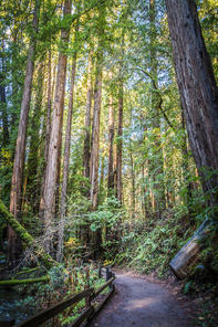 Muir Woods Tour of California Coastal Redwoods (with Photos) - San ...