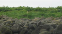 Akurey Island Puffin-Watching Cruise from Reykjavik 2019