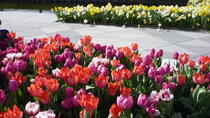 Keukenhof Tulip Gardens Trip and Amsterdam City Tour by Coach 2021