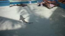 Swimming with Sharks at Coral World Ocean Park 2019 - St Thomas - Viator