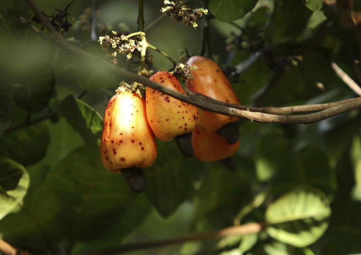 The Best Pirangi Cashew Tree (Cajueiro de Pirangi) Tours & Tickets 2020 ...