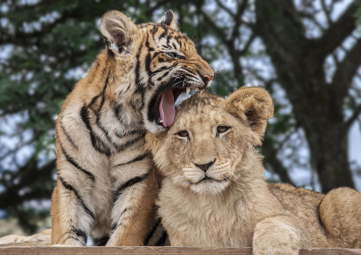 The Best Panthera Africa Big Cat Sanctuary Tours & Tickets 2021 ...