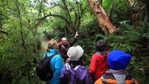 Half-Day Milford Track Guided Hiking Tour 2018 - Fiordland & Milford Sound