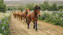 1.5-Hour Icelandic Horse and Stables Experience in Reykjavik 2018