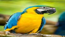 Falmouth Tour Plus Jamaica Swamp Safari from Montego Bay 2018