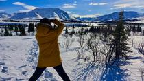The 10 Best Denali National Park Tours, Excursions & Activities 2018
