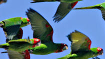 San Francisco Telegraph Hill Wild Parrots Walking Tour 2018