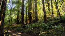 Muir Woods and Sausalito Experience 2018 - San Francisco