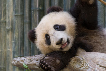 The Top 10 Things to Do in Anaheim 2016 - TripAdvisor