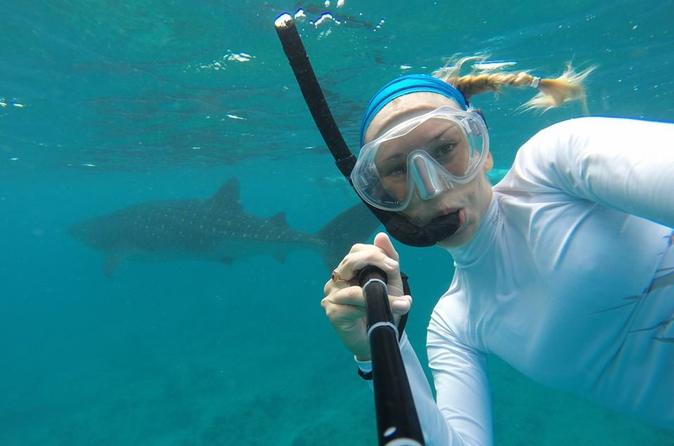 Snorkeling with Whale Sharks from Cancun and Riviera Maya | Viator