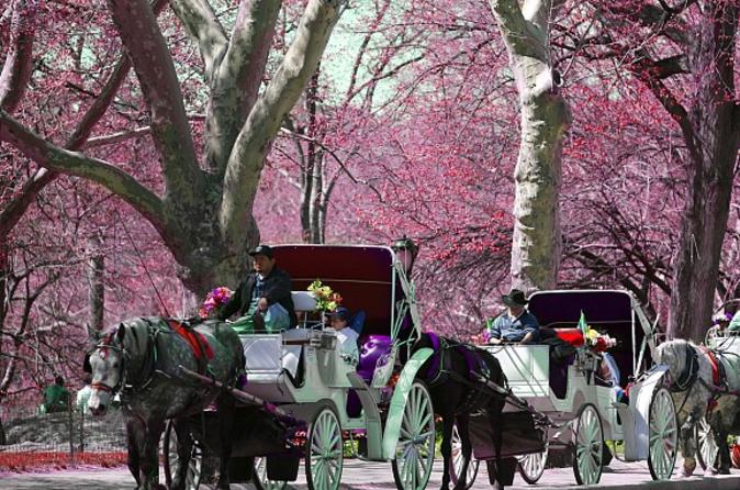 Private Carriage Ride in Central Park 2019 - New York City