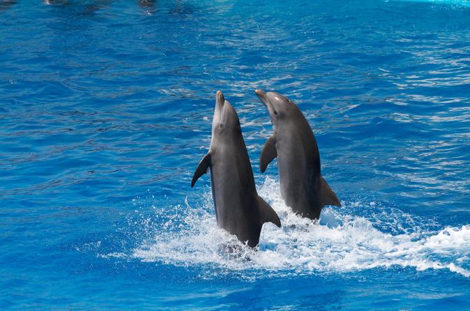 Tortola Dolphin Discovery Swim 2019 - British Virgin Islands
