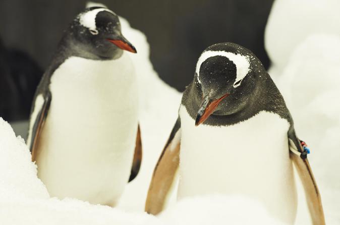 Penguin Passport at SEA LIFE Melbourne Aquarium | Viator