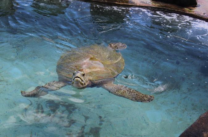 Turtle Encounter At Coral World Ocean Park In St Thomas: Triphobo