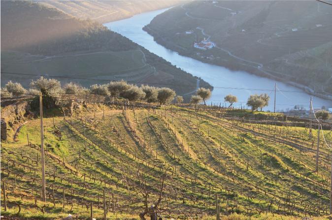 Douro Valley Wine Tour: Visit to Three Vineyards with Wine Tastings and ...